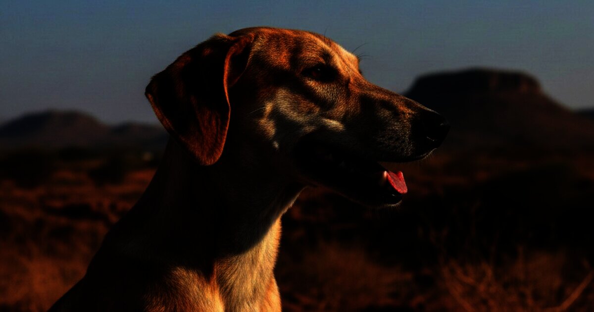 Mudhol Hound: Complete Indian Breed Care Guide | TailStart